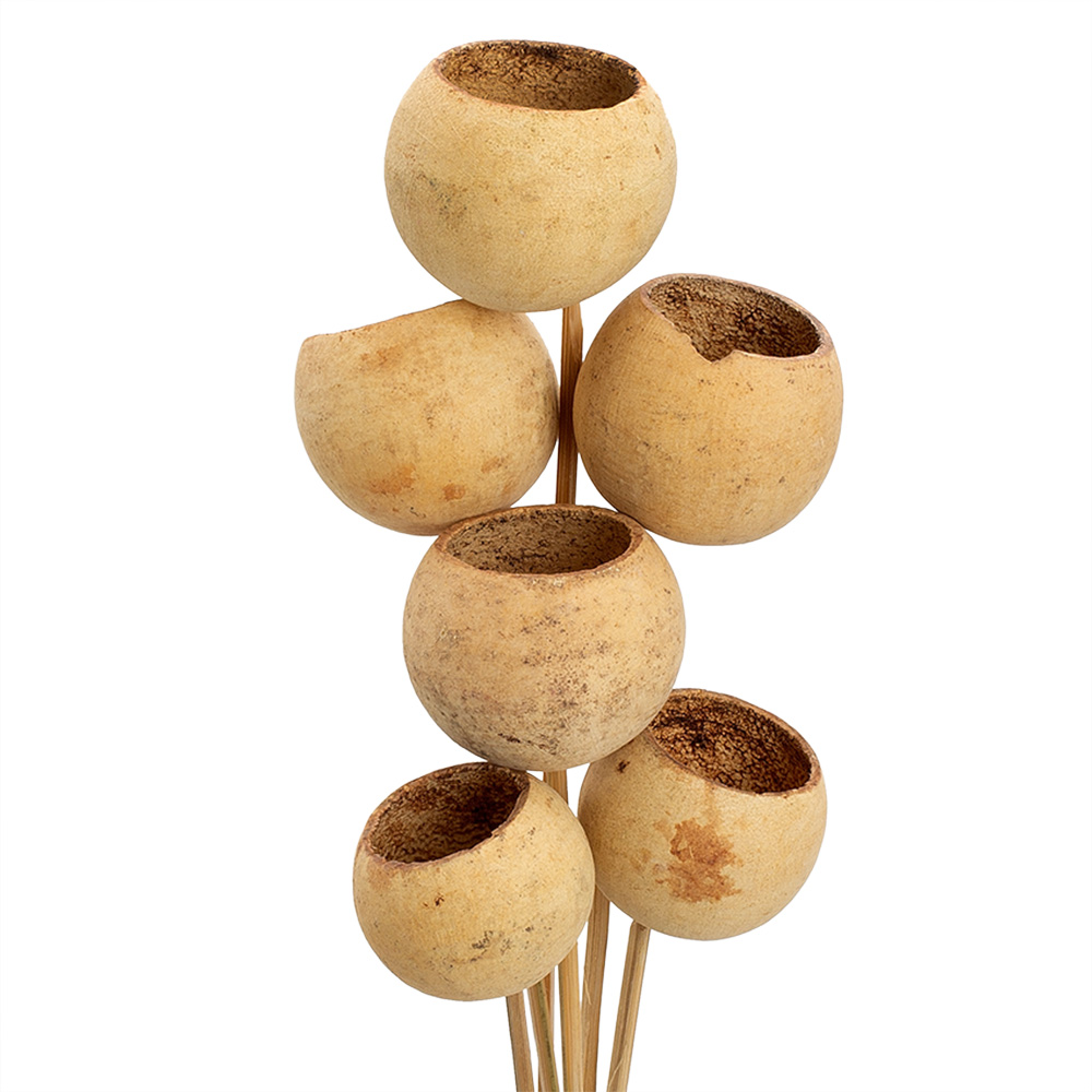 Natural Bell Cups - Floral Supply Syndicate - Floral Gift Basket and ...