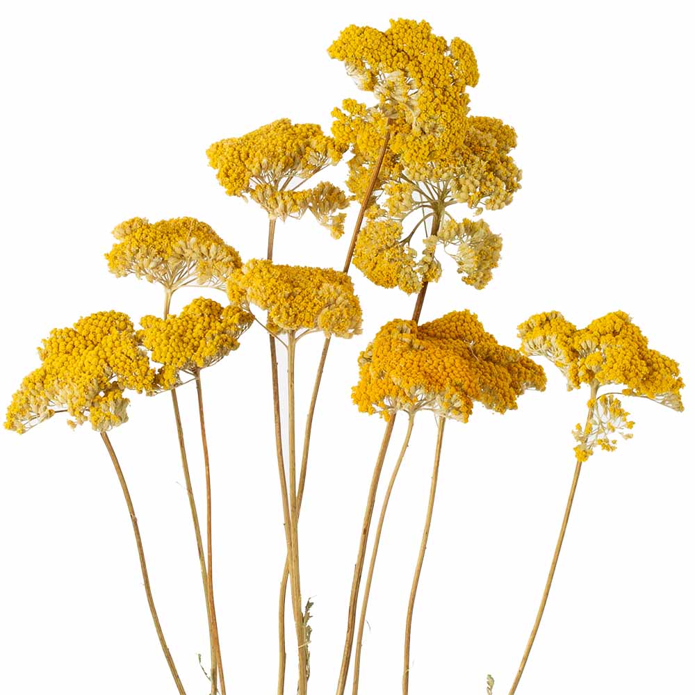 24" Dried Yellow Yarrow - Floral Supply Syndicate - Floral Gift Basket ...