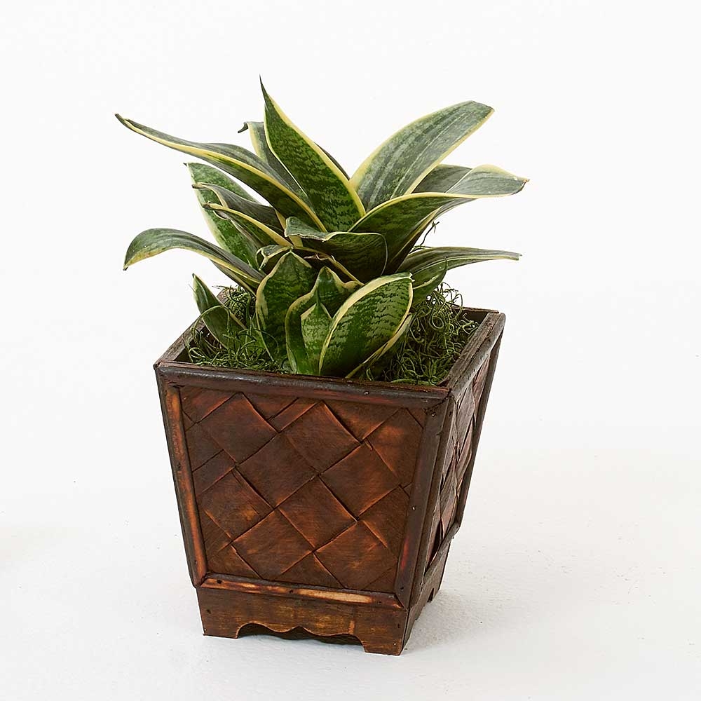 6" Woven Orchid Box - Floral Supply Syndicate - Floral Gift Basket and ...