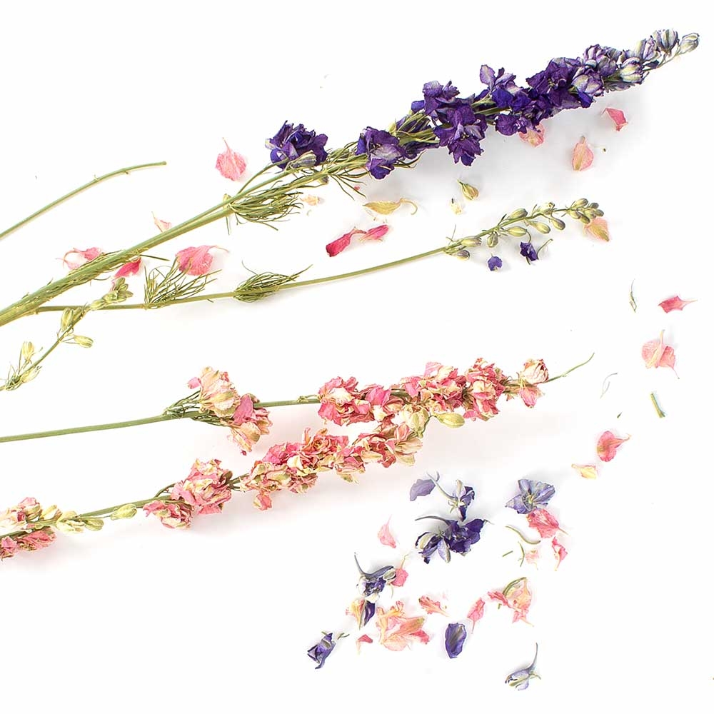 Dried Larkspur Delphinium - Floral Supply Syndicate - Floral Gift ...