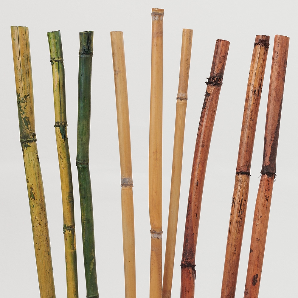 42" Colored River Cane - Floral Supply Syndicate - Floral Gift Basket ...